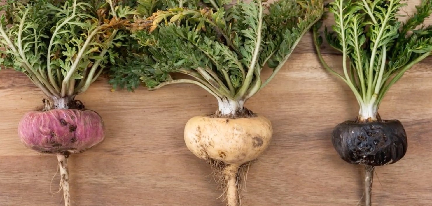 Les Avantages de la Racine de Maca pour les Homme - Santé - RedoxSanté ...